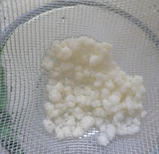 天山雪莲菌自制酸奶危害_如何安全避免风险-第3张图片-山城妙识 天山雪莲菌自制酸奶危害_如何安全避免风险-第3张图片-山城妙识