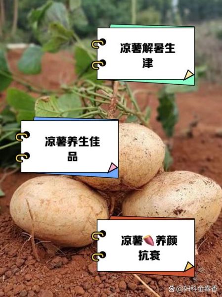 地瓜的功效与作用有哪些_地瓜怎么吃最营养-第2张图片-山城妙识