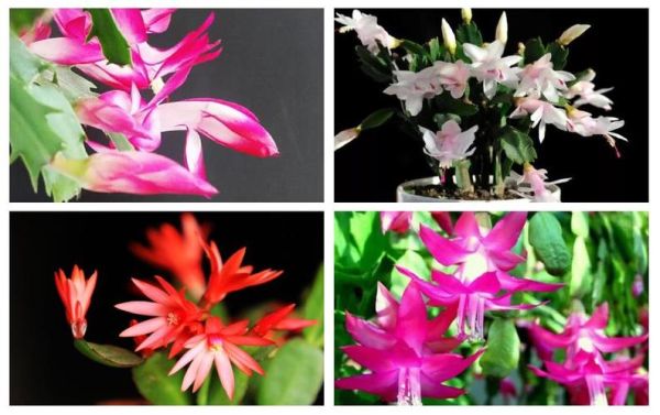 毛蟹爪兰是哪个国家的国花_毛蟹爪兰象征意义-第1张图片-山城妙识