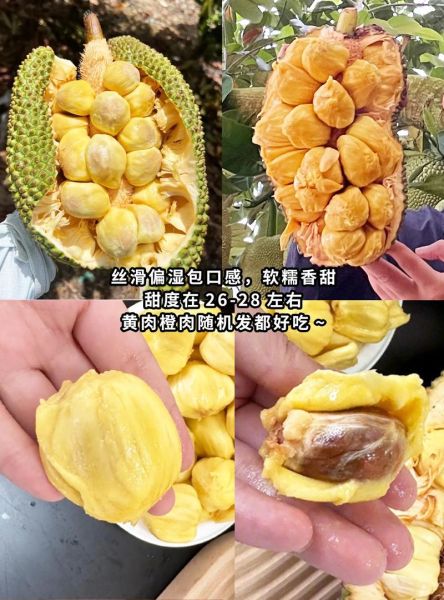 榴莲蜜好吃吗_榴莲蜜口感怎么样-第2张图片-山城妙识