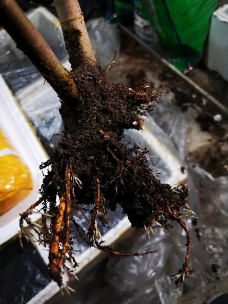 无花果根能治什么病_无花果根怎么使用-第1张图片-山城妙识