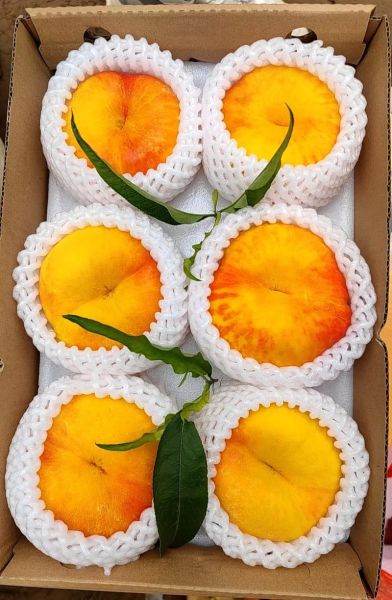 蟠桃产地哪里的最好_正宗蟠桃哪里买-第1张图片-山城妙识