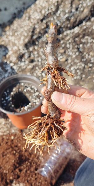 无花果根能治什么病_无花果根怎么使用-第3张图片-山城妙识