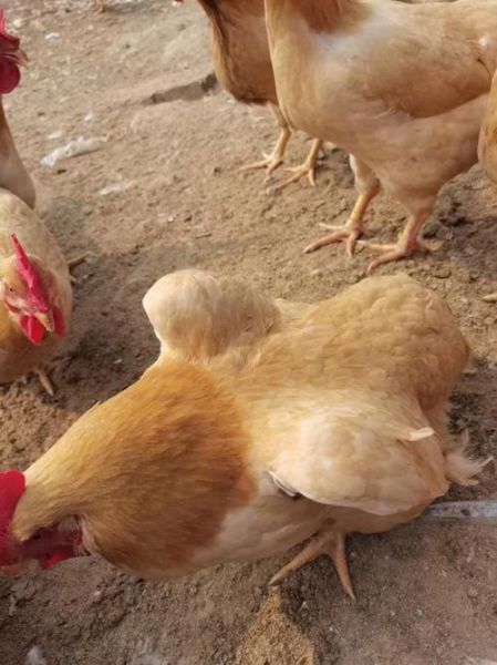 三黄鸡为什么那么便宜_三黄鸡和土鸡价格差多少-第1张图片-山城妙识