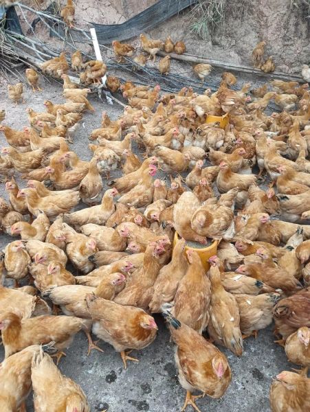 三黄鸡为什么那么便宜_三黄鸡和土鸡价格差多少-第2张图片-山城妙识