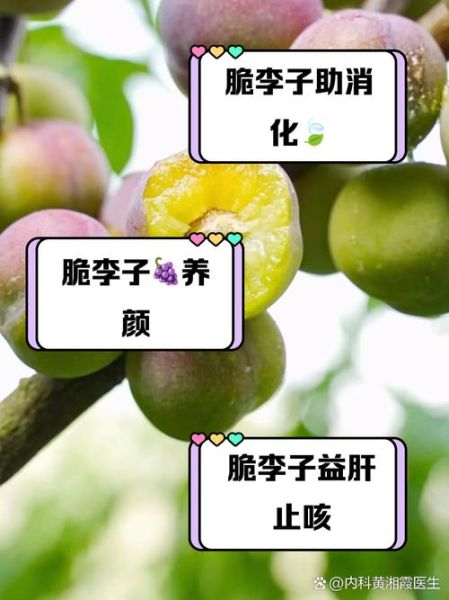 李子怎么挑选_李子功效与作用-第2张图片-山城妙识