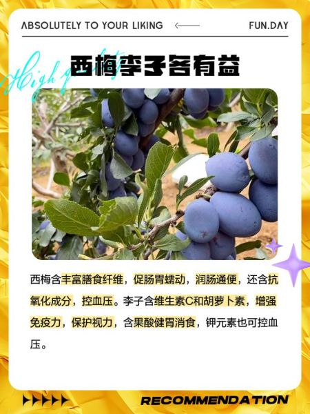 西梅是李子吗_西梅和李子的区别-第2张图片-山城妙识 西梅是李子吗_西梅和李子的区别-第2张图片-山城妙识