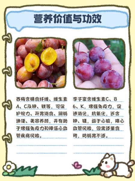 西梅是李子吗_西梅和李子的区别-第3张图片-山城妙识 西梅是李子吗_西梅和李子的区别-第3张图片-山城妙识