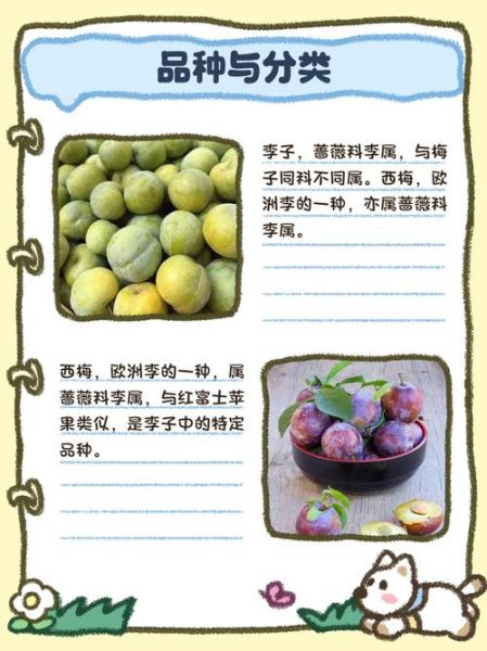 西梅是李子吗_西梅和李子的区别-第1张图片-山城妙识 西梅是李子吗_西梅和李子的区别-第1张图片-山城妙识