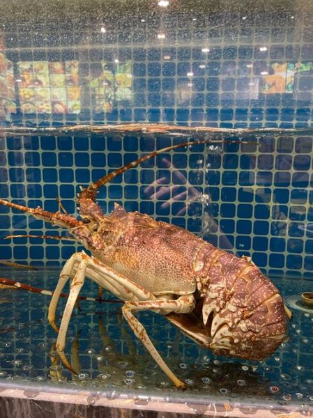 大龙虾吃什么食物_大龙虾多久喂一次-第2张图片-山城妙识 大龙虾吃什么食物_大龙虾多久喂一次-第2张图片-山城妙识