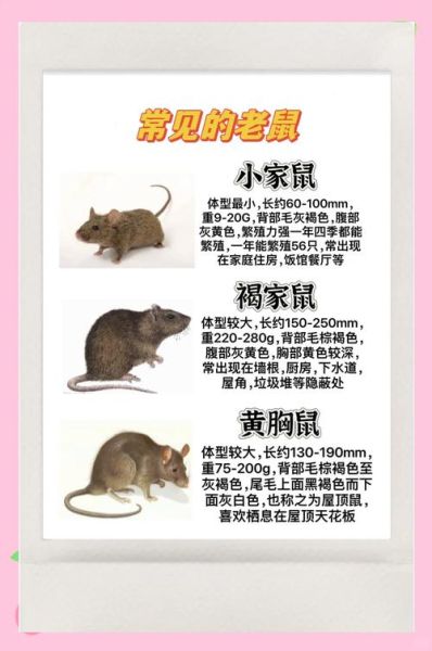 老鼠怎么彻底消灭_家里老鼠太多怎么办-第1张图片-山城妙识