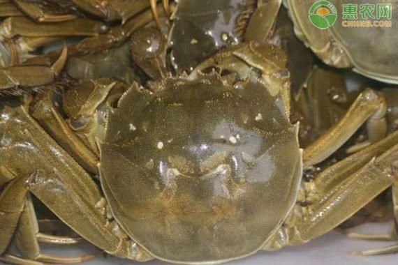 世界上最贵的螃蟹多少钱一只_顶级螃蟹价格排行榜-第1张图片-山城妙识