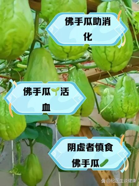 孕妇可以吃佛手瓜苗吗_佛手瓜苗孕期禁忌-第1张图片-山城妙识
