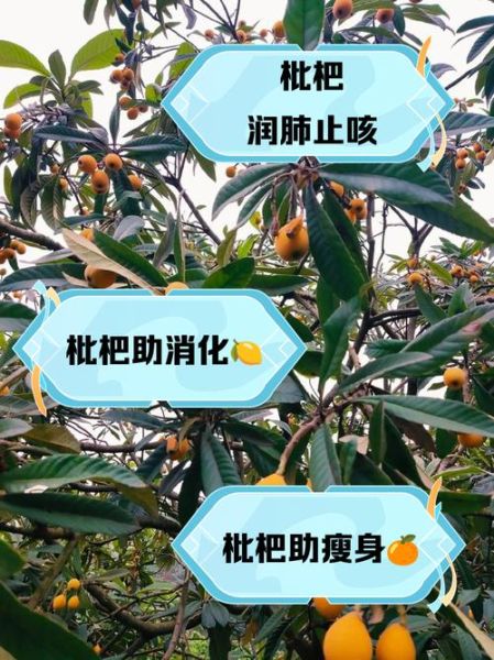 枇杷果的功效与作用_枇杷果怎么吃止咳化痰-第1张图片-山城妙识 枇杷果的功效与作用_枇杷果怎么吃止咳化痰-第1张图片-山城妙识