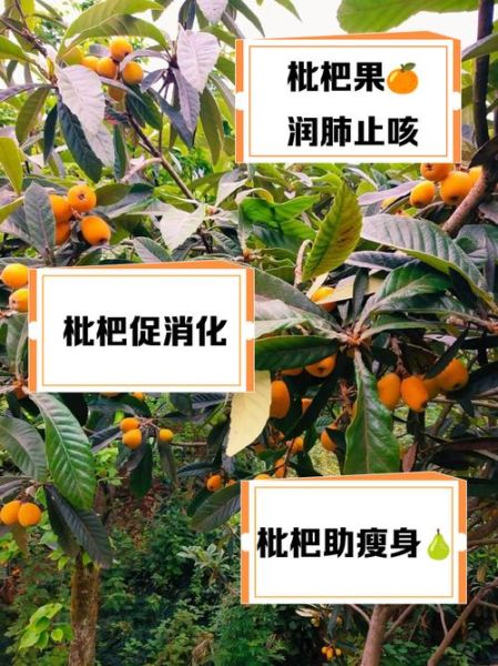 枇杷果的功效与作用_枇杷果怎么吃止咳化痰-第2张图片-山城妙识 枇杷果的功效与作用_枇杷果怎么吃止咳化痰-第2张图片-山城妙识