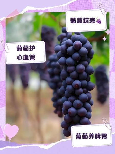 葡萄的功效与作用有哪些好处_吃葡萄能减肥吗-第3张图片-山城妙识 葡萄的功效与作用有哪些好处_吃葡萄能减肥吗-第3张图片-山城妙识