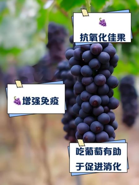 葡萄的功效与作用有哪些好处_吃葡萄能减肥吗-第2张图片-山城妙识 葡萄的功效与作用有哪些好处_吃葡萄能减肥吗-第2张图片-山城妙识