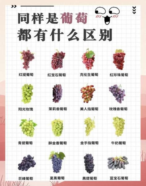 葡萄的功效与作用有哪些好处_吃葡萄能减肥吗-第1张图片-山城妙识 葡萄的功效与作用有哪些好处_吃葡萄能减肥吗-第1张图片-山城妙识