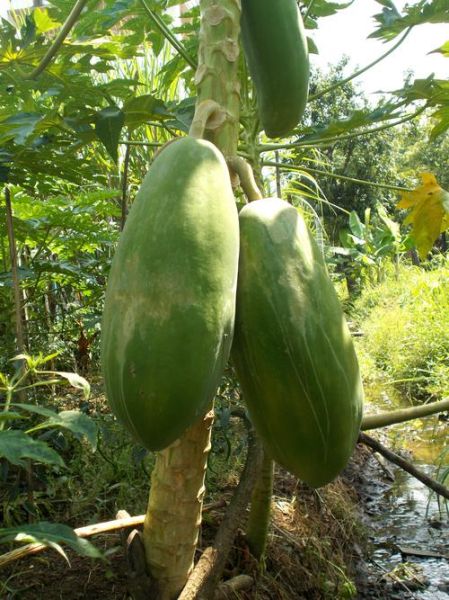 没熟的木瓜怎么做好吃_木瓜不熟能吃吗-第1张图片-山城妙识