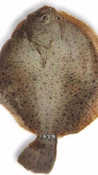 偏口鱼和比目鱼的区别_哪个更常见-第3张图片-山城妙识