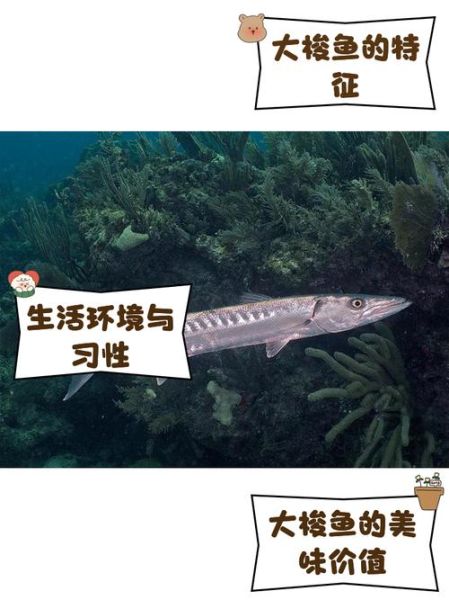 梭鱼和鲻鱼的区别_如何一眼分辨梭鱼鲻鱼-第3张图片-山城妙识