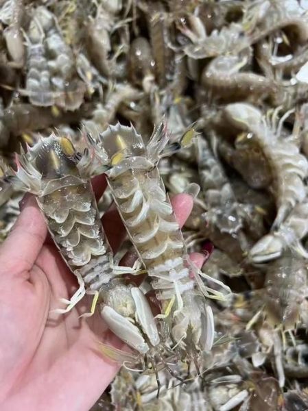 虾姑图片怎么拍_虾姑高清图鉴-第1张图片-山城妙识