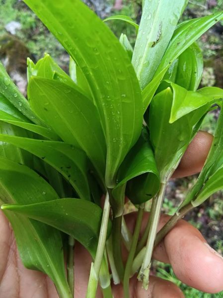 竹叶菜怎么做好吃_竹叶菜的家常做法-第3张图片-山城妙识