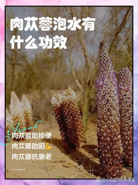 肉苁蓉泡水喝的方法_肉苁蓉泡水一天喝几次-第1张图片-山城妙识
