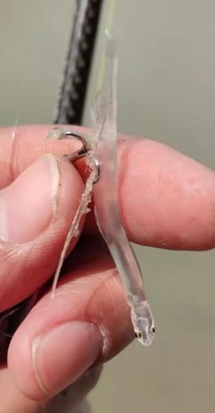 透明鱼怎么养_透明鱼寿命多长-第3张图片-山城妙识