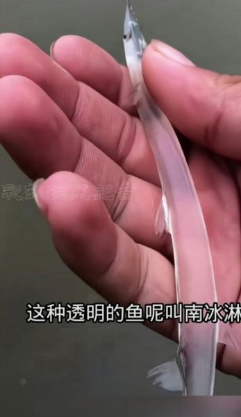 透明鱼怎么养_透明鱼寿命多长-第2张图片-山城妙识