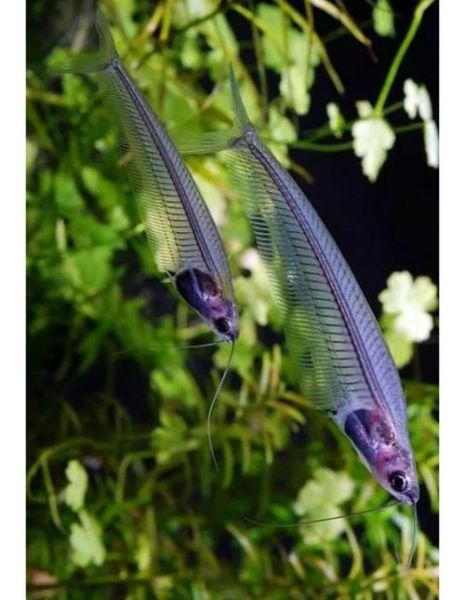 透明鱼怎么养_透明鱼寿命多长-第1张图片-山城妙识