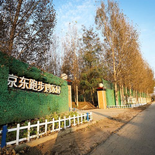 草鸡多少钱一斤_草鸡和土鸡的区别-第3张图片-山城妙识 草鸡多少钱一斤_草鸡和土鸡的区别-第3张图片-山城妙识