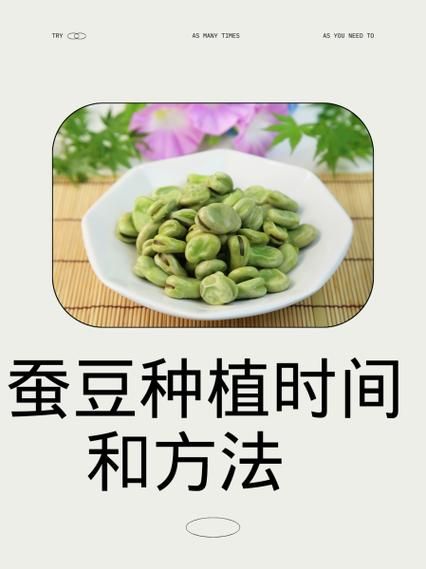蚕豆种子怎么种_蚕豆种子发芽时间-第1张图片-山城妙识