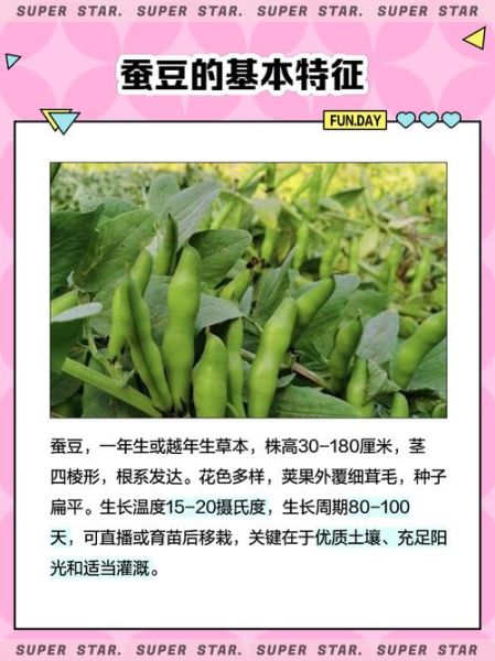 蚕豆种子怎么种_蚕豆种子发芽时间-第3张图片-山城妙识