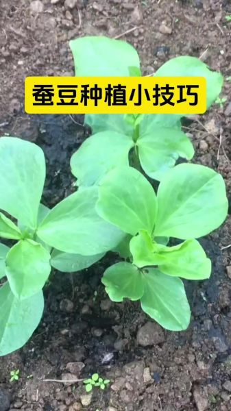 蚕豆种子怎么种_蚕豆种子发芽时间-第2张图片-山城妙识