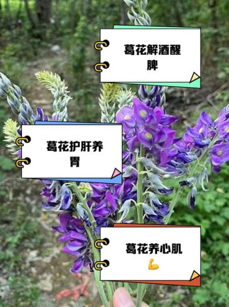 葛花的副作用有哪些_葛花泡水喝的禁忌人群-第2张图片-山城妙识 葛花的副作用有哪些_葛花泡水喝的禁忌人群-第2张图片-山城妙识