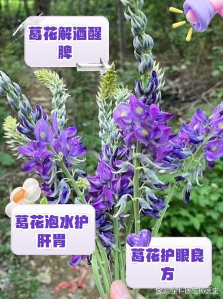 葛花的副作用有哪些_葛花泡水喝的禁忌人群-第1张图片-山城妙识 葛花的副作用有哪些_葛花泡水喝的禁忌人群-第1张图片-山城妙识
