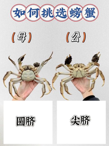 公蟹和母蟹的区别_如何挑选肥美螃蟹-第2张图片-山城妙识