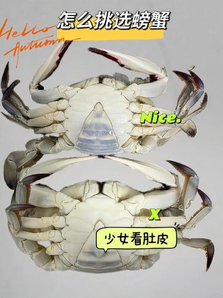 公蟹和母蟹的区别_如何挑选肥美螃蟹-第3张图片-山城妙识
