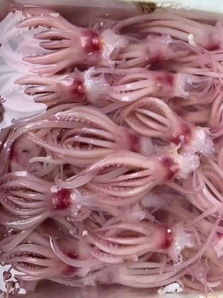 百叶和毛肚的区别_百叶和毛肚哪个好吃-第3张图片-山城妙识 百叶和毛肚的区别_百叶和毛肚哪个好吃-第3张图片-山城妙识