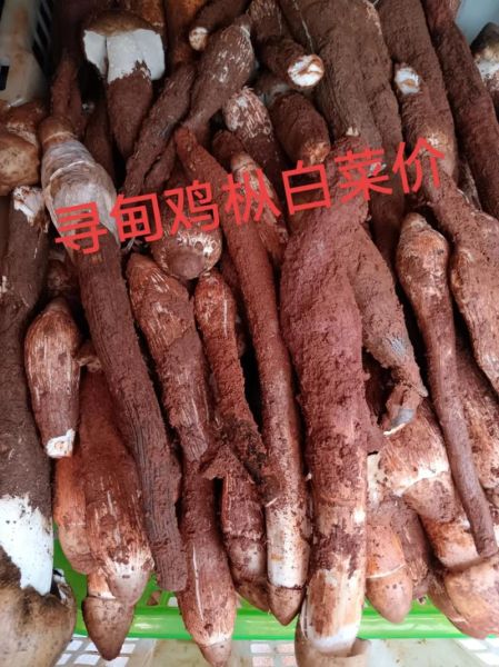 新鲜鸡枞菌怎么保存_鸡枞菌价格多少钱一斤-第1张图片-山城妙识