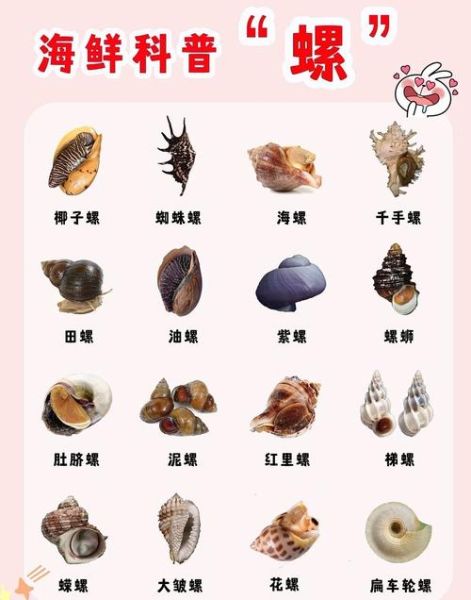 螺的种类有哪些_淡水螺和海水螺区别-第1张图片-山城妙识 螺的种类有哪些_淡水螺和海水螺区别-第1张图片-山城妙识