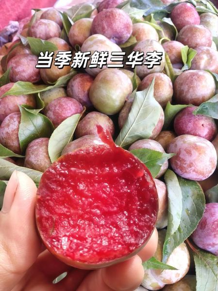 三华李热量高吗_减肥能吃吗-第1张图片-山城妙识