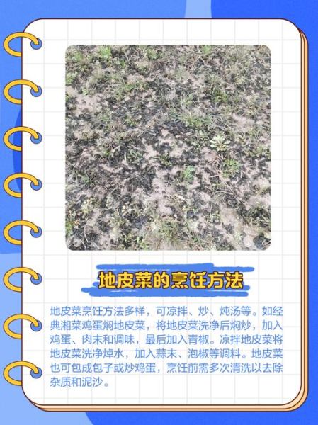 地皮菜冷冻保存可以吗_冷冻后口感会变差吗-第3张图片-山城妙识