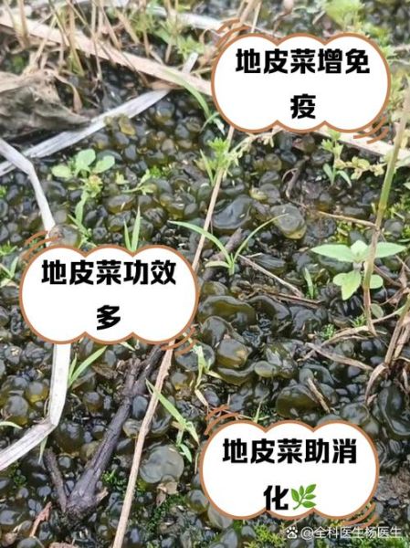 地皮菜冷冻保存可以吗_冷冻后口感会变差吗-第2张图片-山城妙识
