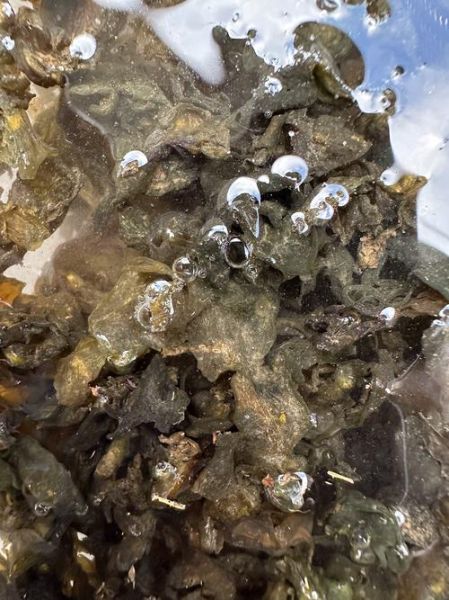 地皮菜冷冻保存可以吗_冷冻后口感会变差吗-第1张图片-山城妙识