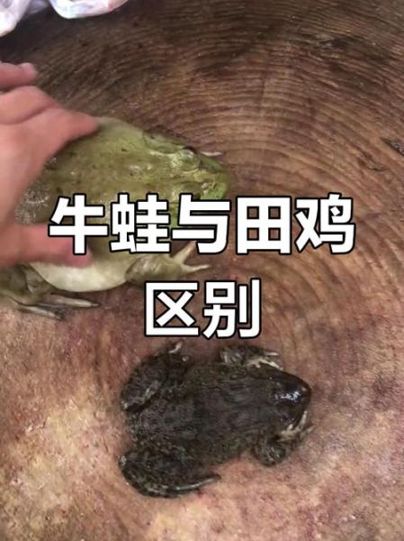 田鸡是什么东西_田鸡和牛蛙的区别-第2张图片-山城妙识 田鸡是什么东西_田鸡和牛蛙的区别-第2张图片-山城妙识