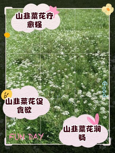韭菜花有什么功效_韭菜花怎么吃最健康-第2张图片-山城妙识 韭菜花有什么功效_韭菜花怎么吃最健康-第2张图片-山城妙识