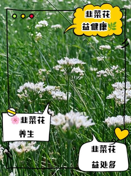 韭菜花有什么功效_韭菜花怎么吃最健康-第3张图片-山城妙识 韭菜花有什么功效_韭菜花怎么吃最健康-第3张图片-山城妙识