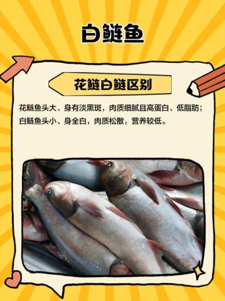 白鲢鱼的功效与作用_白鲢鱼的禁忌有哪些-第2张图片-山城妙识 白鲢鱼的功效与作用_白鲢鱼的禁忌有哪些-第2张图片-山城妙识